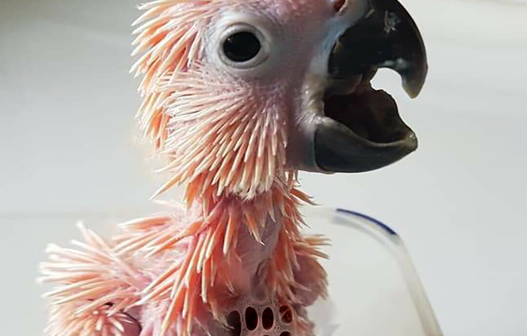 Are Parrot Allergies Real? Symptoms and Solutions - The Central Planet