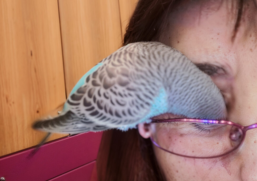 Essential Diet Tips for a Healthy Parrot - The Central Planet