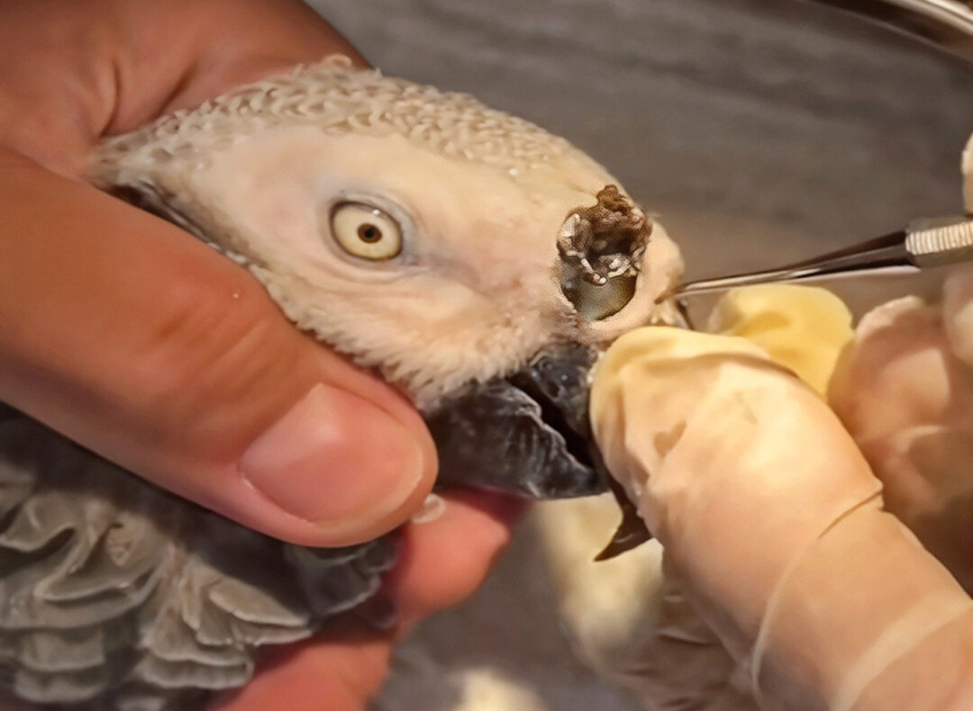 Parrot Beak Problems and Surgical Treatments Explained - The Central Planet
