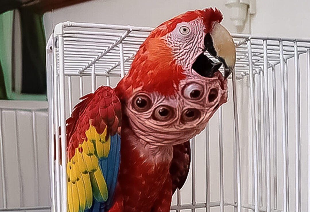 Caring for Parrots with Disabilities: Tips and Support - The Central Planet