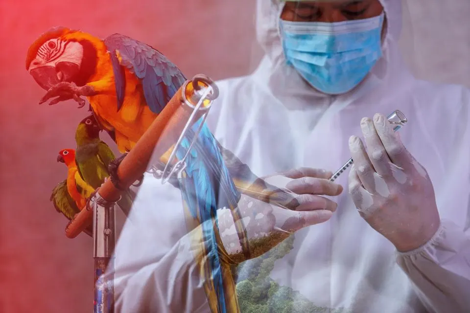 What Parrot Lovers Need to Know About Deadly Parrot Fever - The Central ...