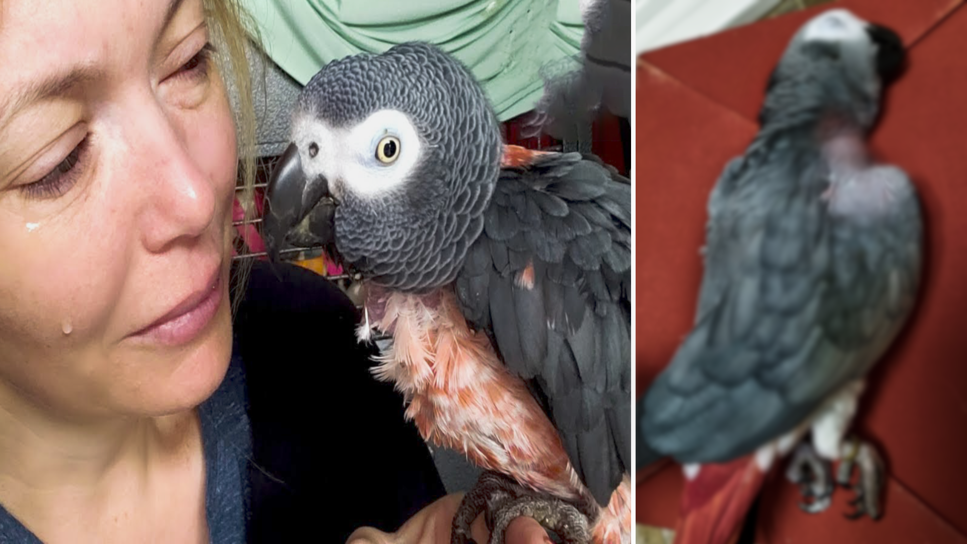 Parrot Care: Helping a Sick or Dying Parrot - The Central Planet