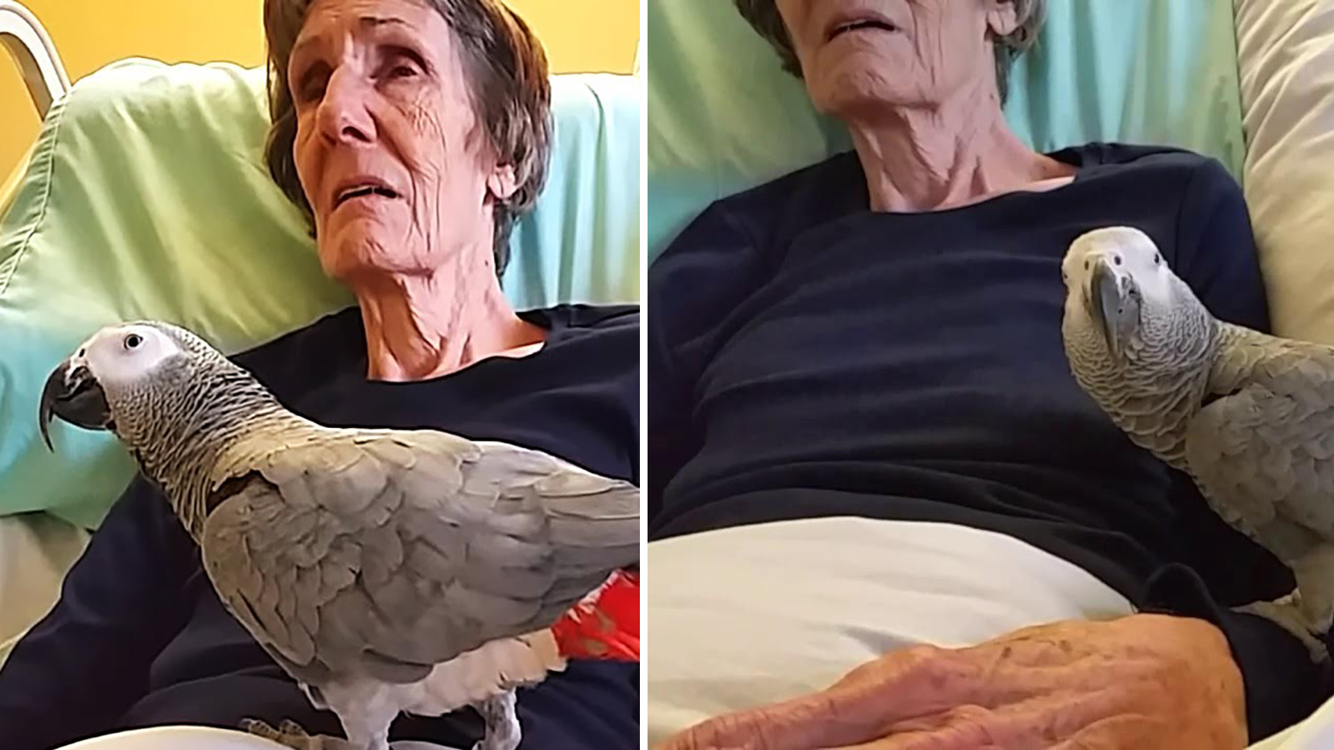 Farewell Moment: Parrot’s Emotional Goodbye to Dying Owner Will Break ...
