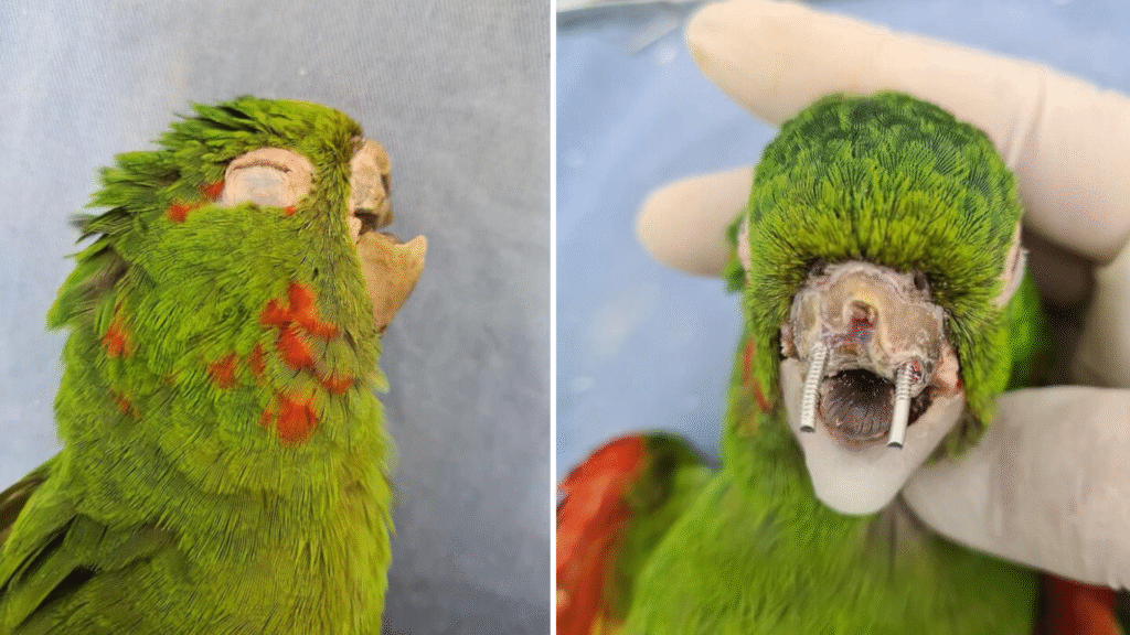 Beak Recovery Miracle: Parrot Gets Life-Changing Rescue - The Central ...