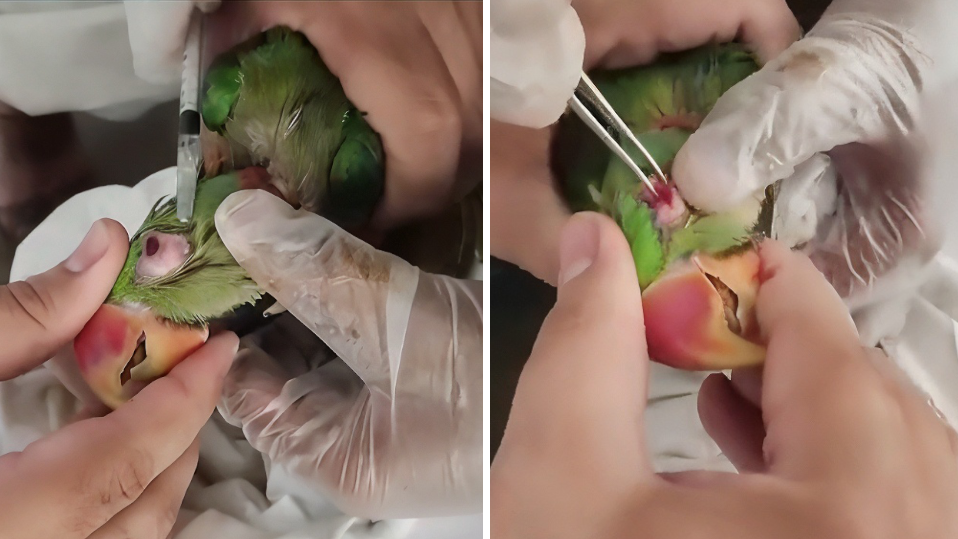 Eye Surgery Saves Parrot with Rare Eye Hole Injury - The Central Planet