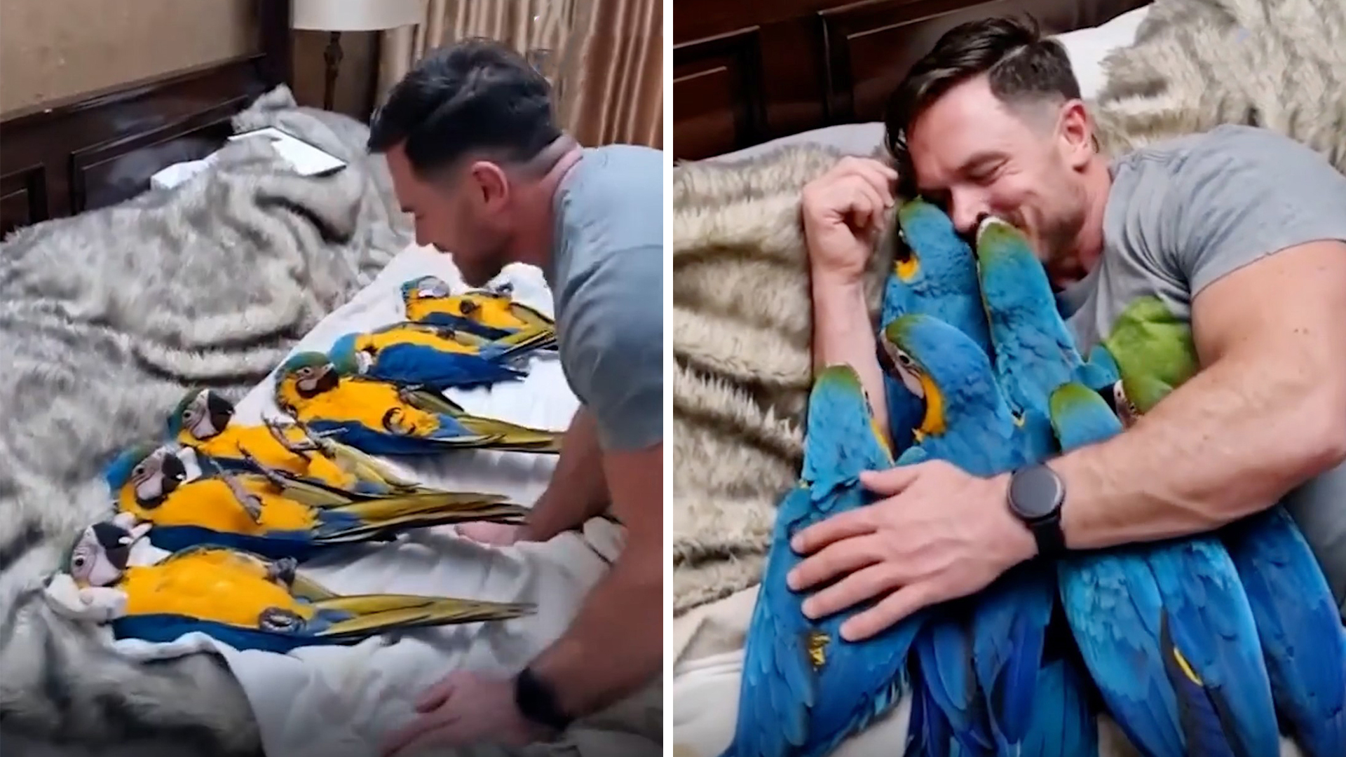Viral Routine: Parrots Bedtime Goes Viral - The Central Planet