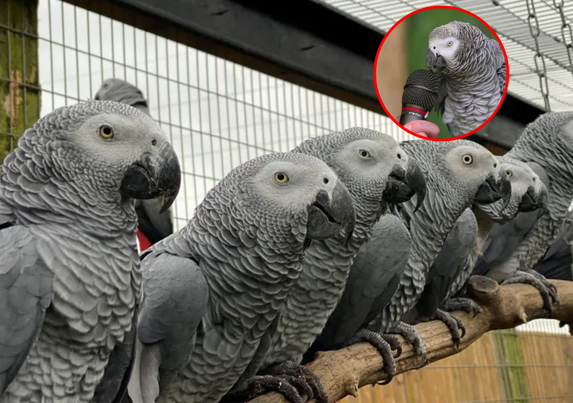 Zoo Scandal: Birds Removed for Foul Language - The Central Planet