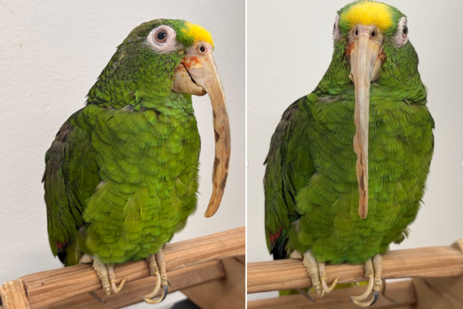 Wildlife Rescue Miracle: Lorita Freed After 32 Years in Captivity - The ...