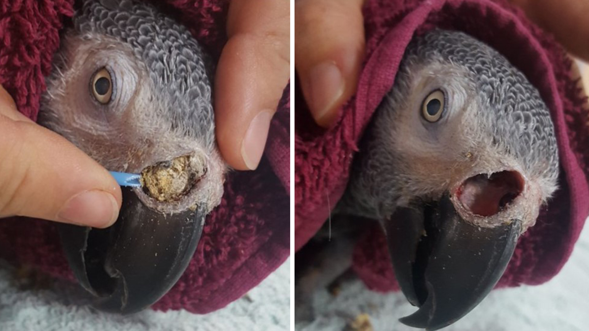 Nasal Stone Nightmare: Max the African Grey Battles Rhinolith - The ...