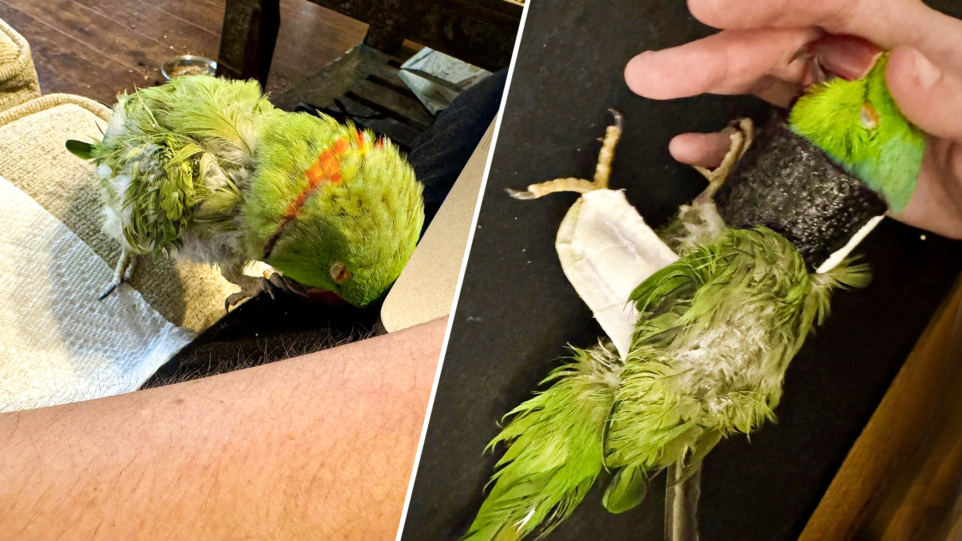 Surgery Loss: Saying Goodbye to Zeke Before He Could Fly Again - The ...