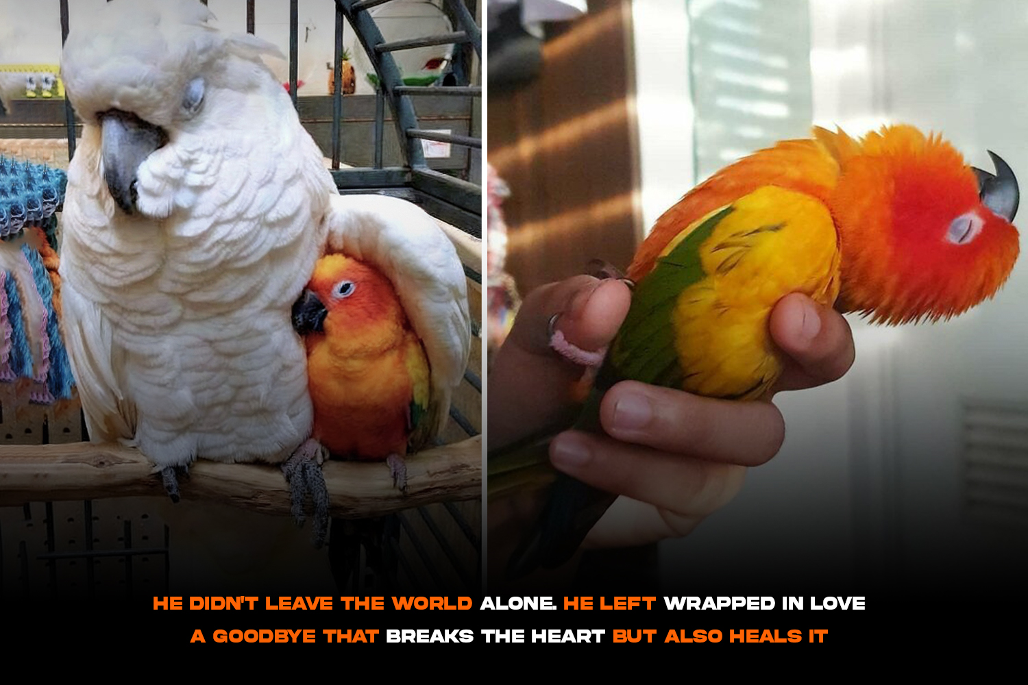 Parrot Bond: A Final Goodbye That Broke Millions of Hearts - The Central Planet